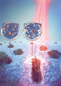 Traffic control of cells | EurekAlert!