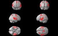 How does the brain learn categorization for s | EurekAlert!