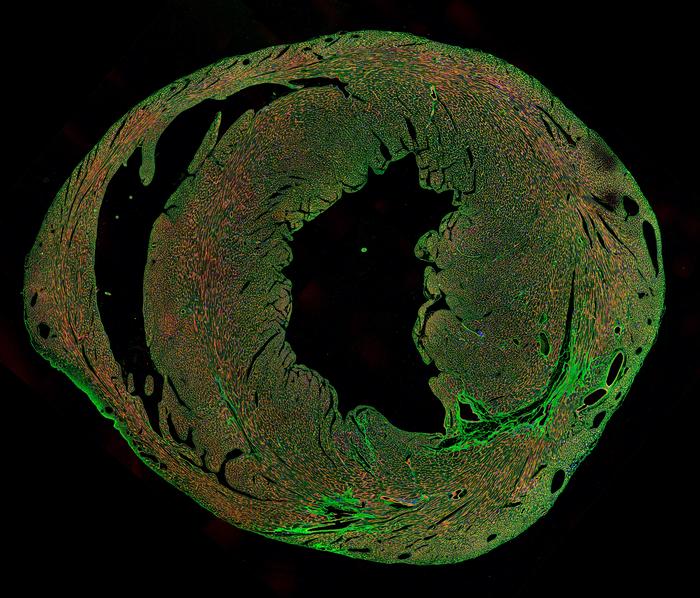 Image [IMAGE] | EurekAlert! Science News Releases