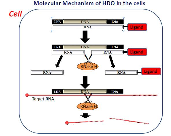DNA/RNA heteroduplex oligonucleotide: The thi | EurekAlert!