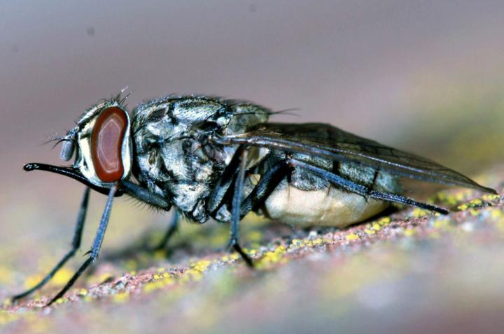 Stable Fly [IMAGE] | EurekAlert! Science News Releases