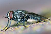 Fungi can be used to control filth fly adults | EurekAlert!