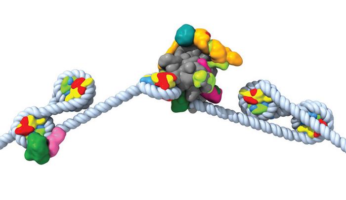 Molecular machines in action [IMAGE] | EurekAlert! Science News Releases