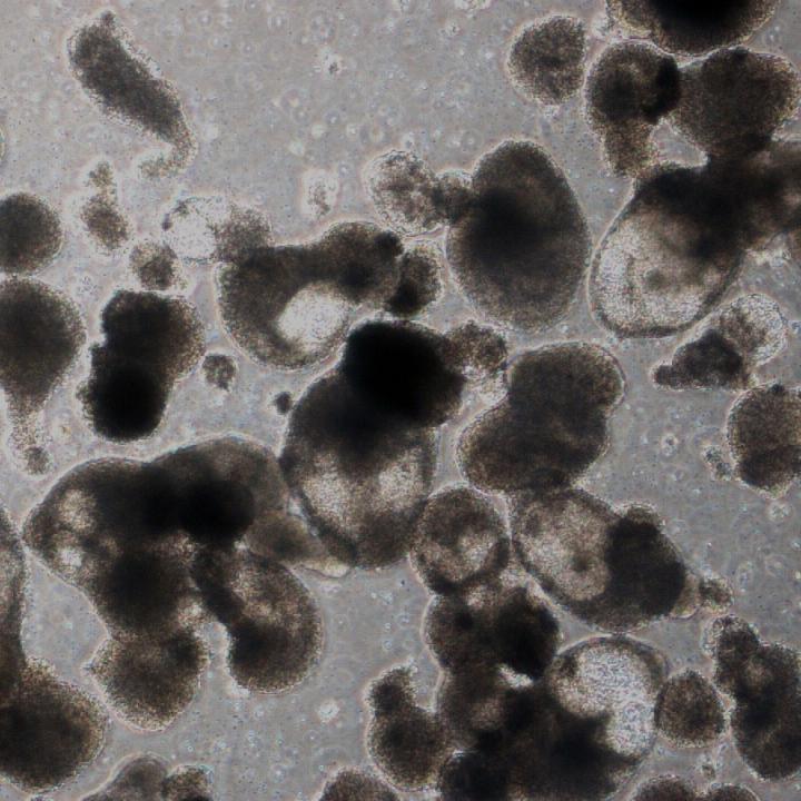 Blood Progenitors [IMAGE] | EurekAlert! Science News Releases