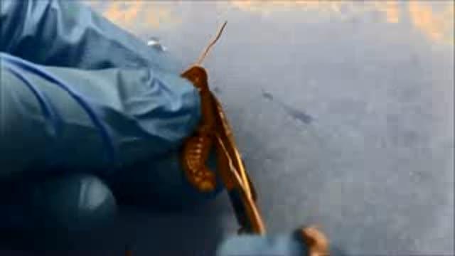 Grasshoppers are what they eat | EurekAlert!