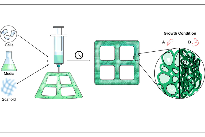 Toward customizable timber, grown in a lab | EurekAlert!