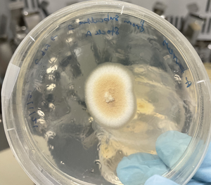 Aspergillus terreus [IMAGE] | EurekAlert! Science News Releases