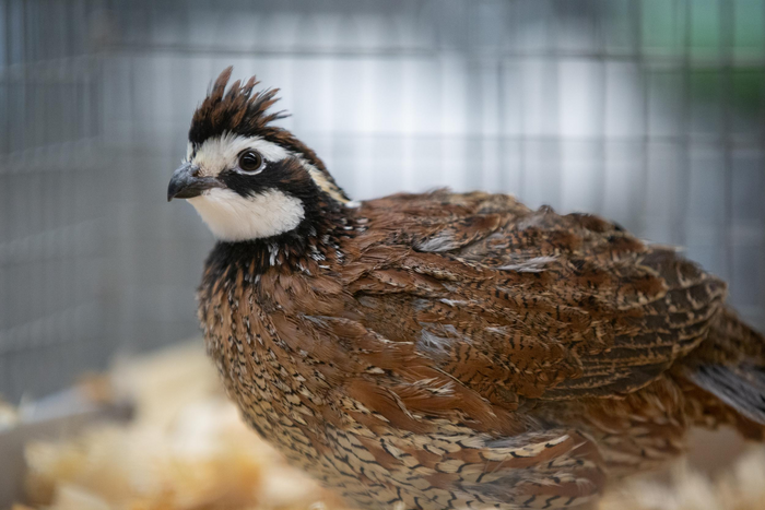 Bobwhite [IMAGE] | EurekAlert! Science News Releases
