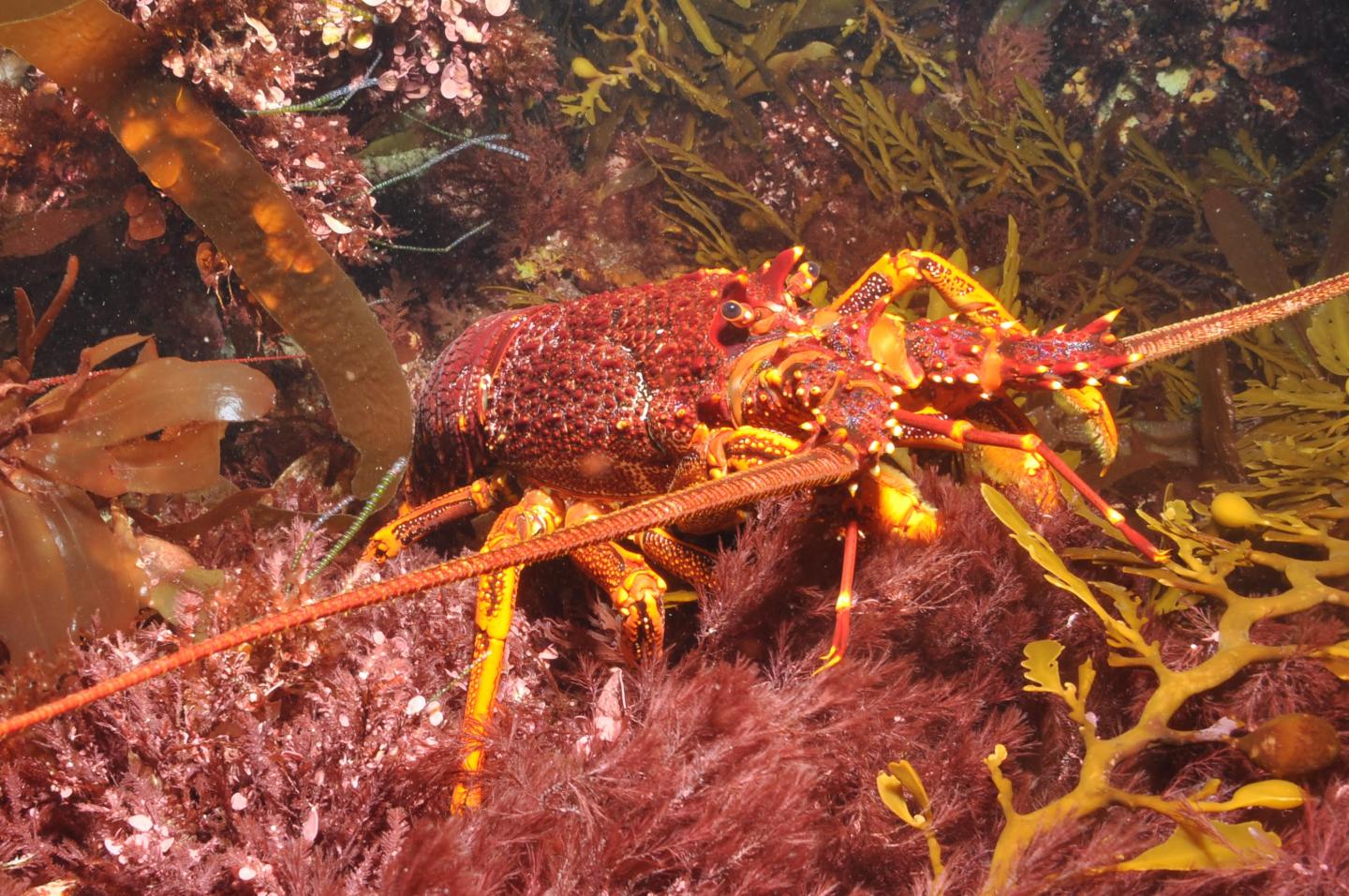 Lobster in Temperate Reef [IMAGE] | EurekAlert! Science News Releases