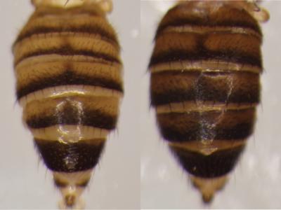 The Mutations of a Color-Changing Fly (2 of 2 | EurekAlert!