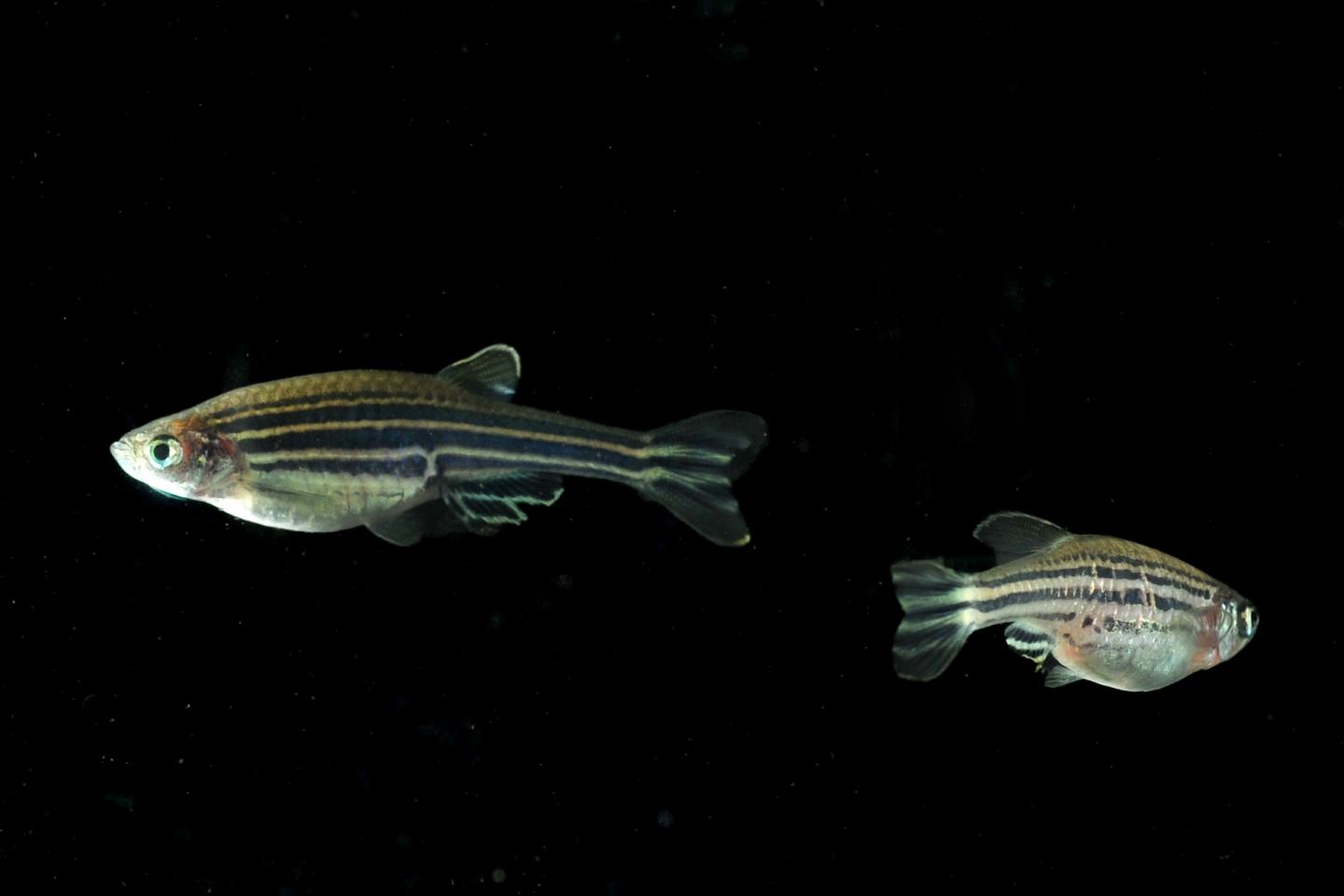 Zebrafish [IMAGE] | EurekAlert! Science News Releases