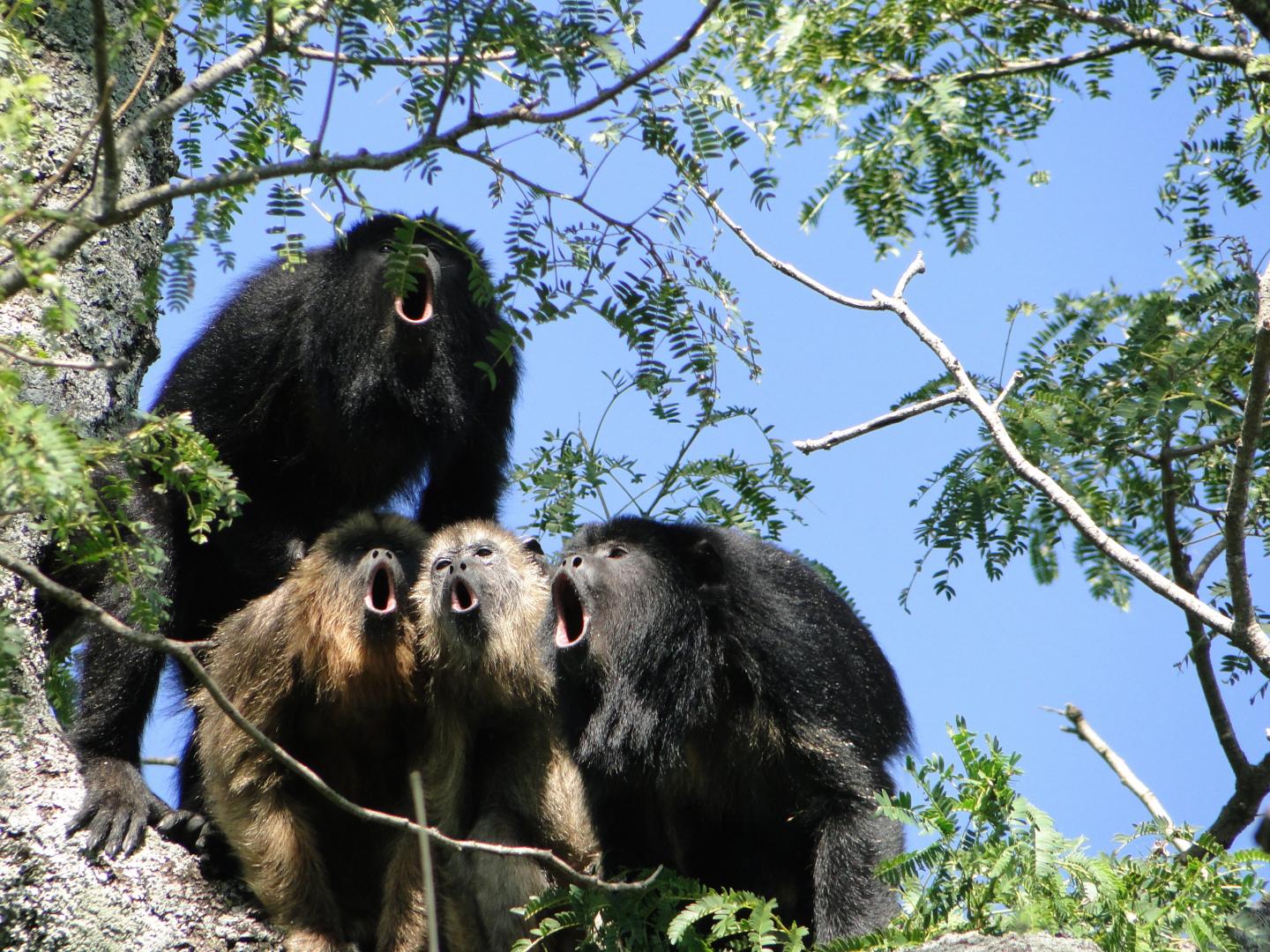 Howler Monkey Chorus [IMAGE] | EurekAlert! Science News Releases
