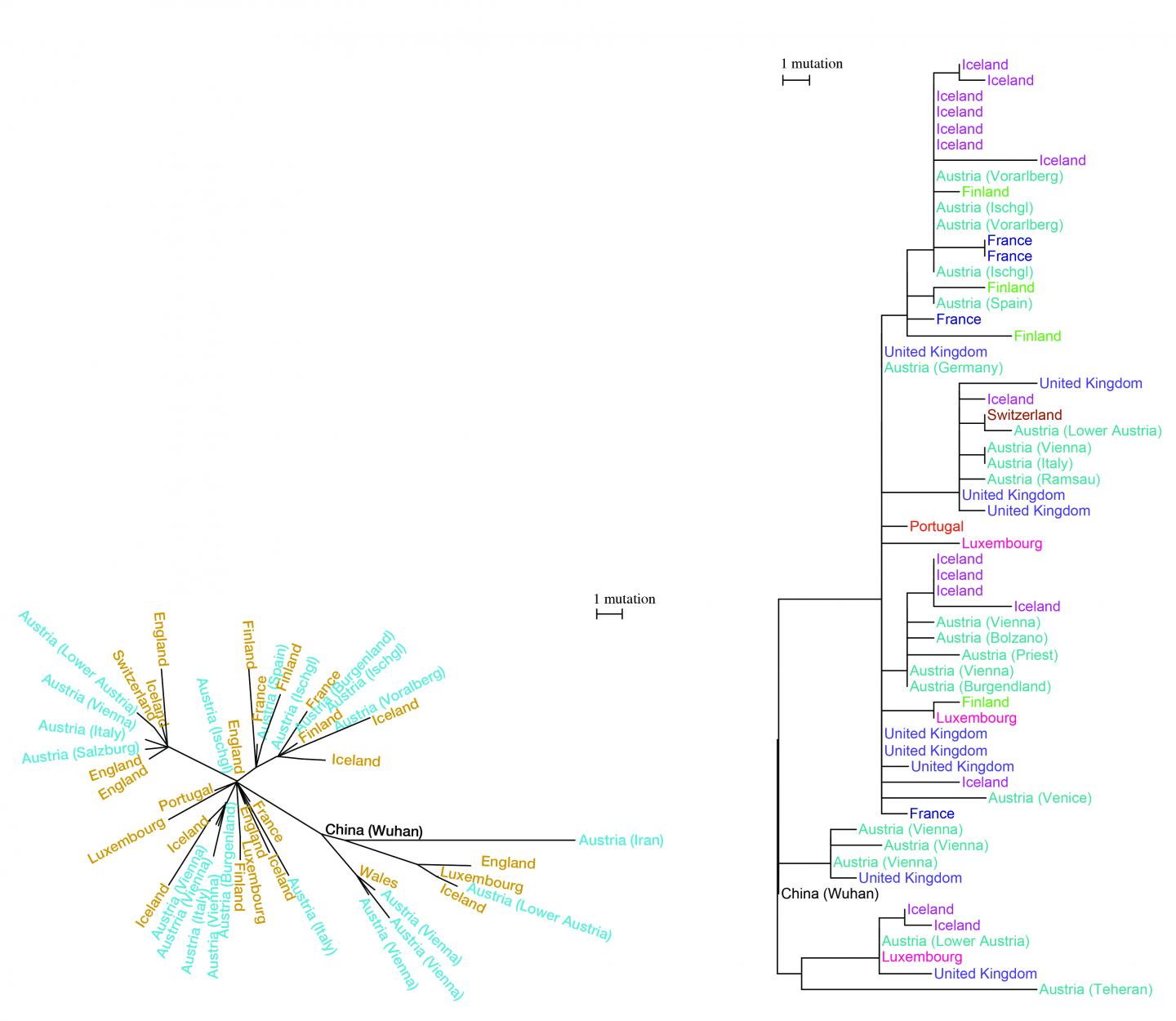 Phylogenetic Tree [IMAGE] | EurekAlert! Science News Releases