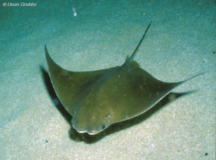 Cownose Rays [IMAGE] | EurekAlert! Science News Releases