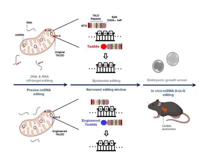 Graphical abstract [IMAGE] | EurekAlert! Science News Releases