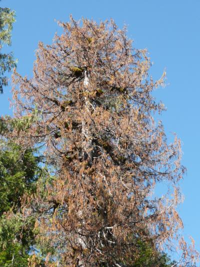 Dying Yellow-Cedar Tree [IMAGE] | EurekAlert! Science News Releases