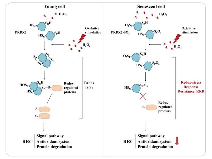 Redox-stress response resistance (RRR) mediat | EurekAlert!