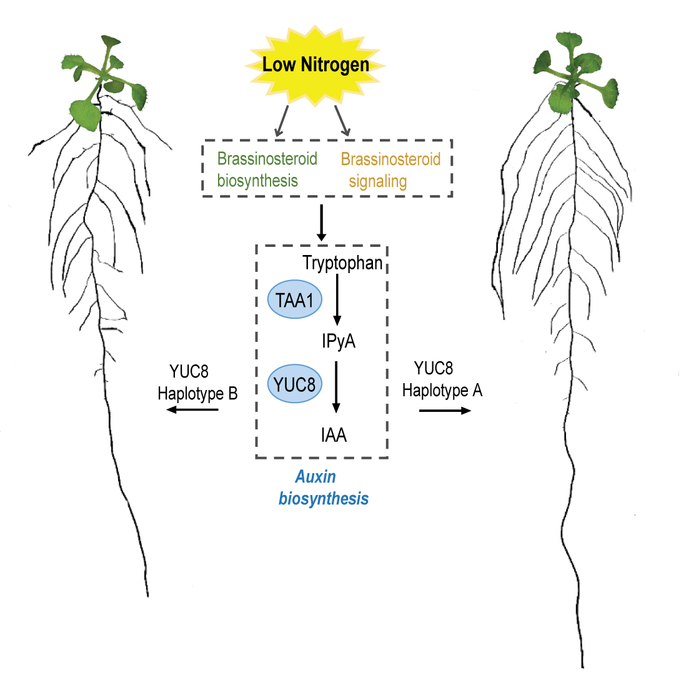 IPK researchers discover hormonal regulatory | EurekAlert!