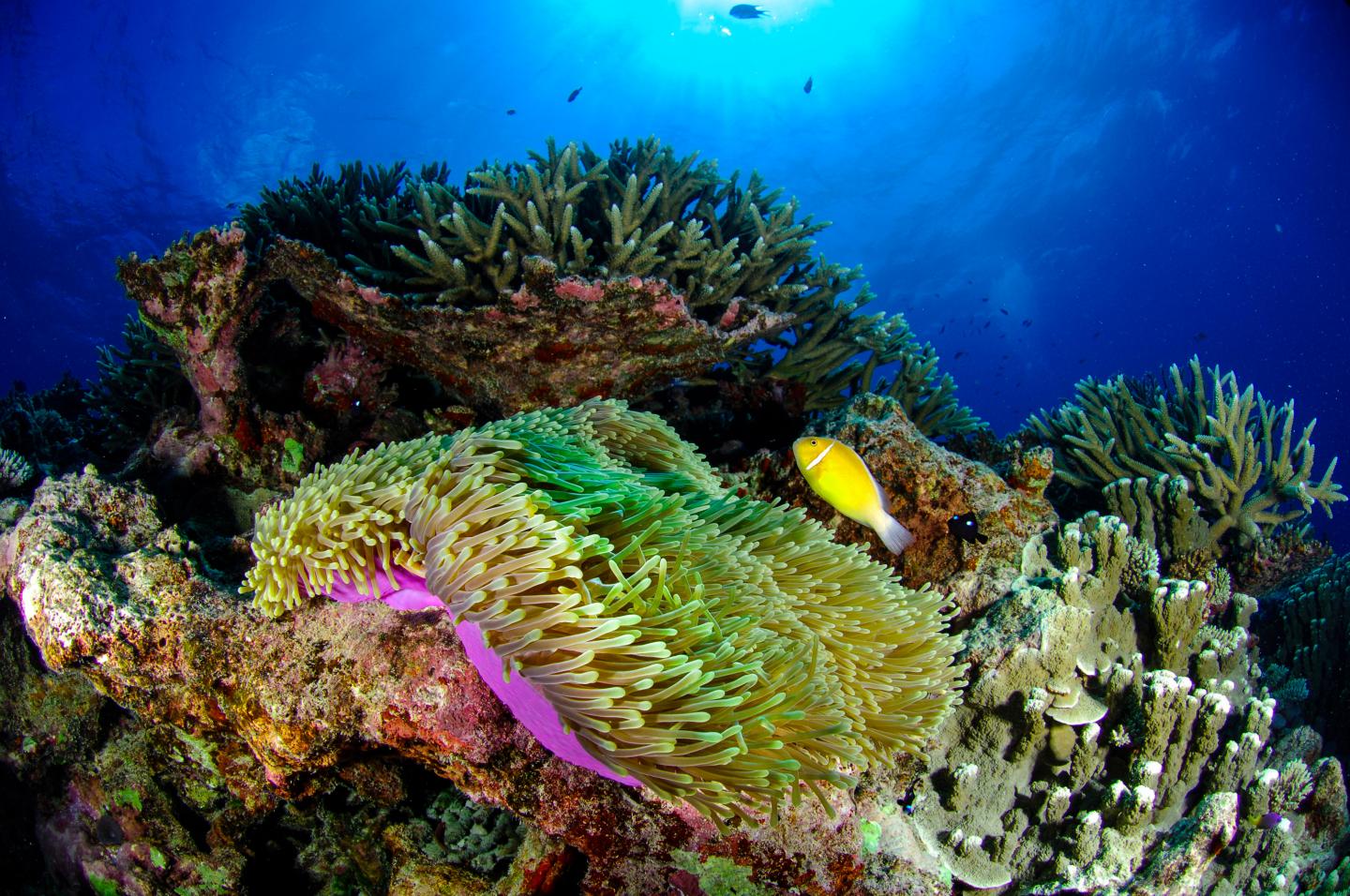 No Refuge in the Deep for Shallow Reef Ecosys | EurekAlert!