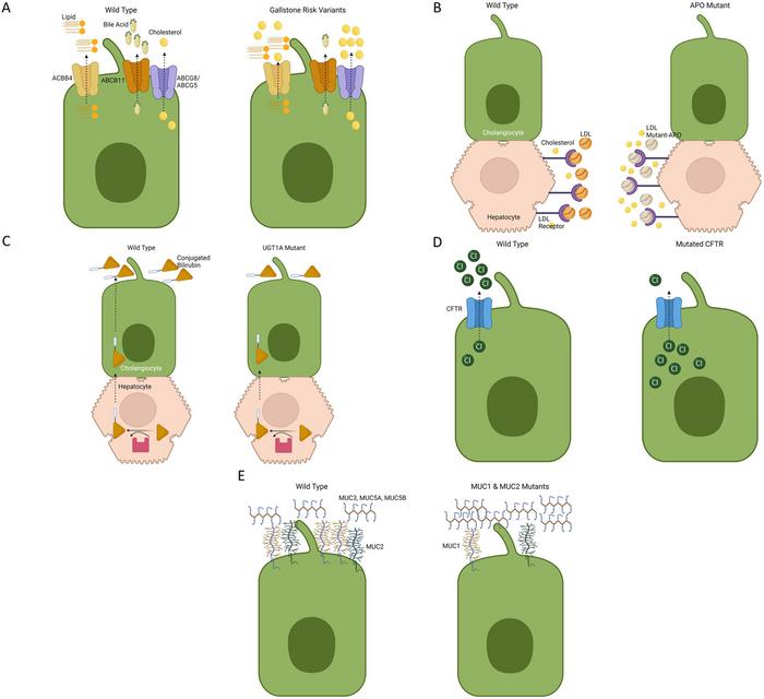Protein products of genes link [IMAGE] | EurekAlert! Science News Releases