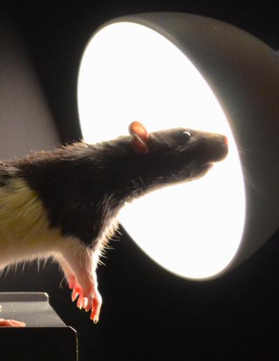 Light Switches Brain Signaling (6 of 10) | EurekAlert!