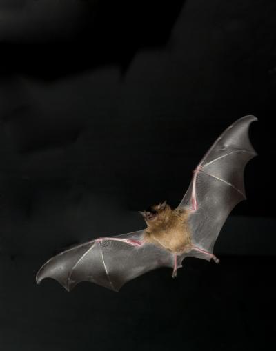 Flying Bats Take Cue From Bugs (1 of 4) | EurekAlert!