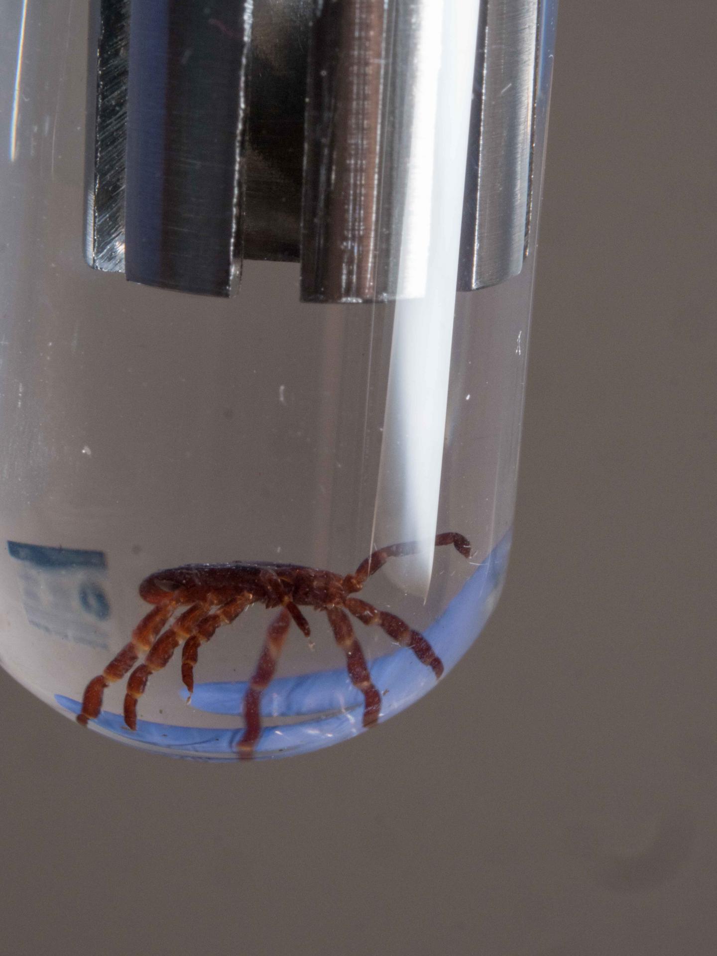 UC research shows ticks are even tougher and | EurekAlert!