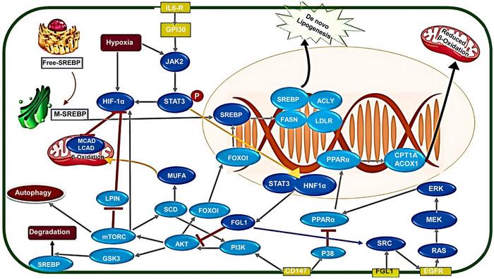 In proliferative cells, de nov [IMAGE] | EurekAlert! Science News Releases