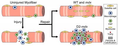 The Fate of Injured Myofibers [IMAGE] | EurekAlert! Science News Releases