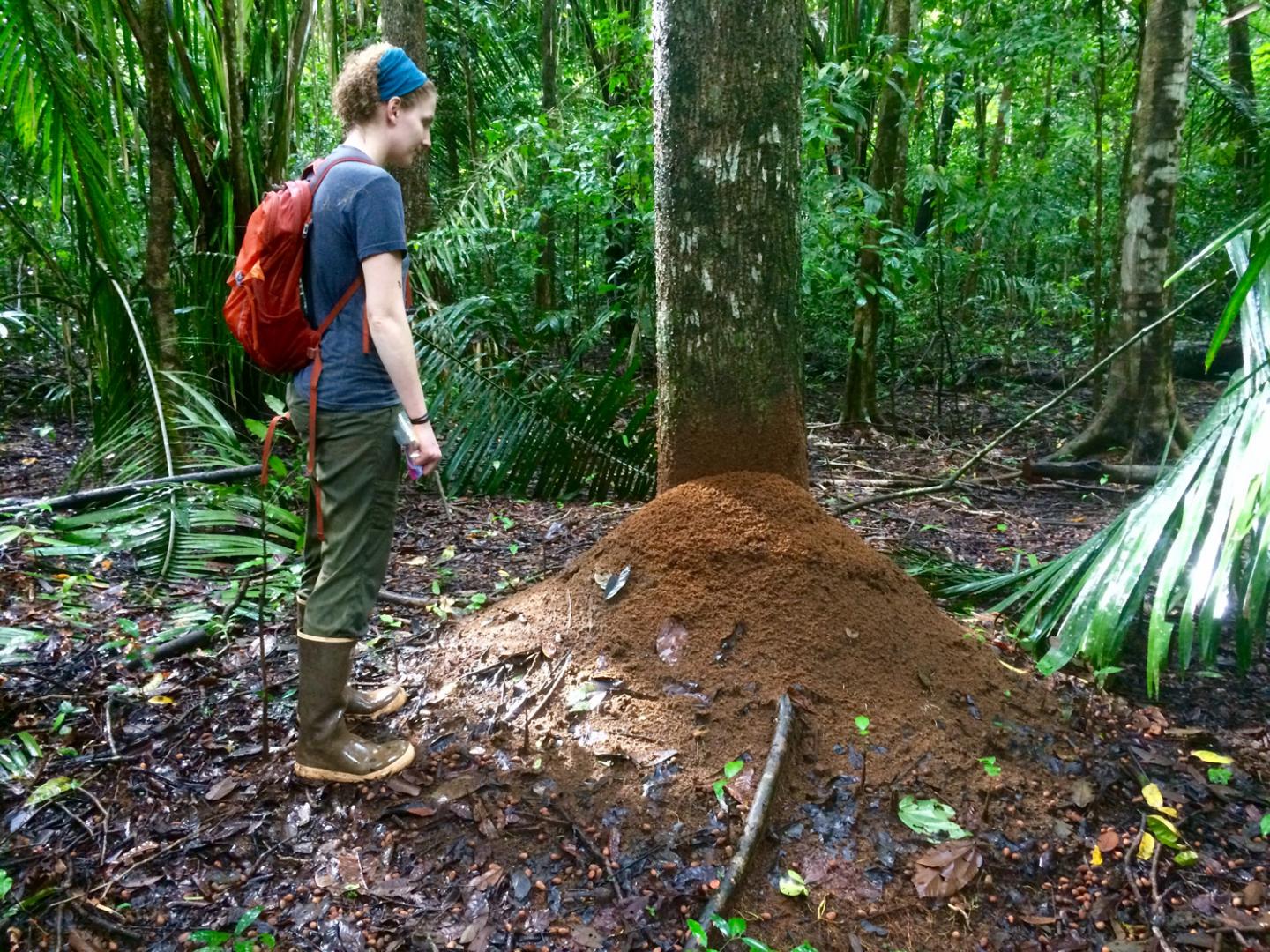 Ant Pile [IMAGE] | EurekAlert! Science News Releases