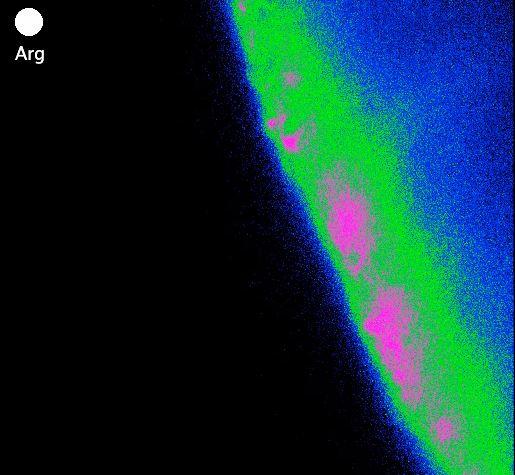 Tanycyte Cells Reacting to a P [IMAGE] | EurekAlert! Science News Releases