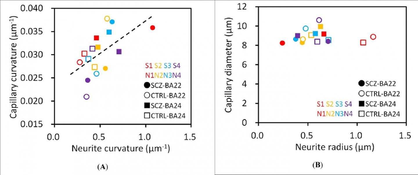 Brain capillary structures show a correlation | EurekAlert!