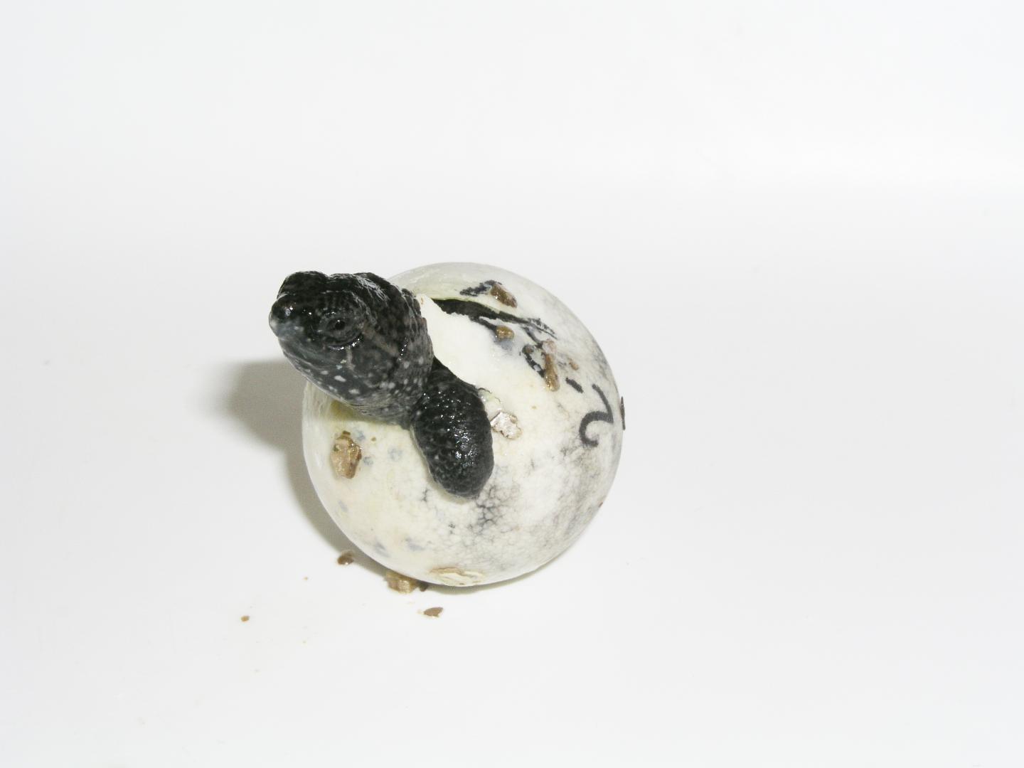 Snapping Turtle Hatchling [IMAGE] | EurekAlert! Science News Releases