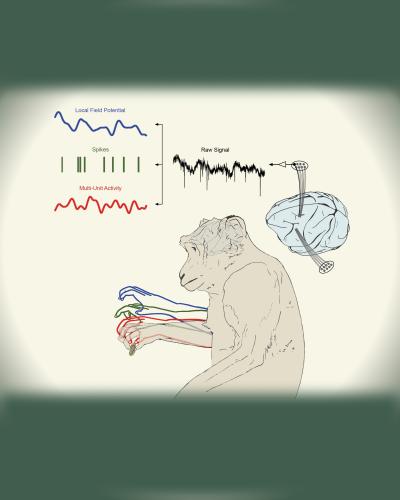 Illustrating Monkey Arm Moveme [IMAGE] | EurekAlert! Science News Releases