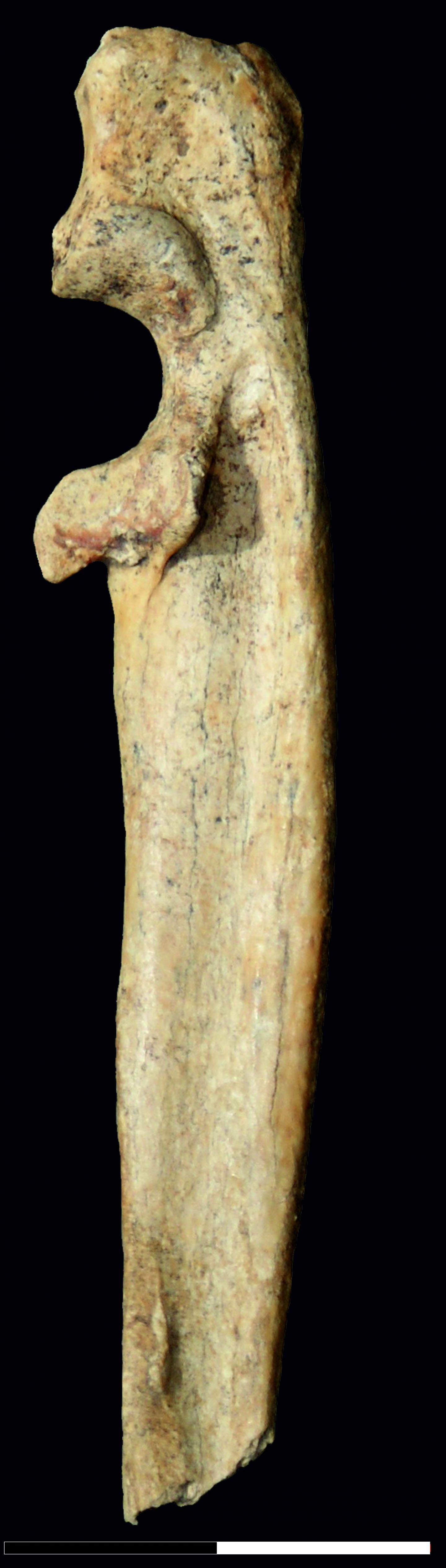 Perspektywiczna Cave Cat Ulna [IMAGE] | EurekAlert! Science News Releases