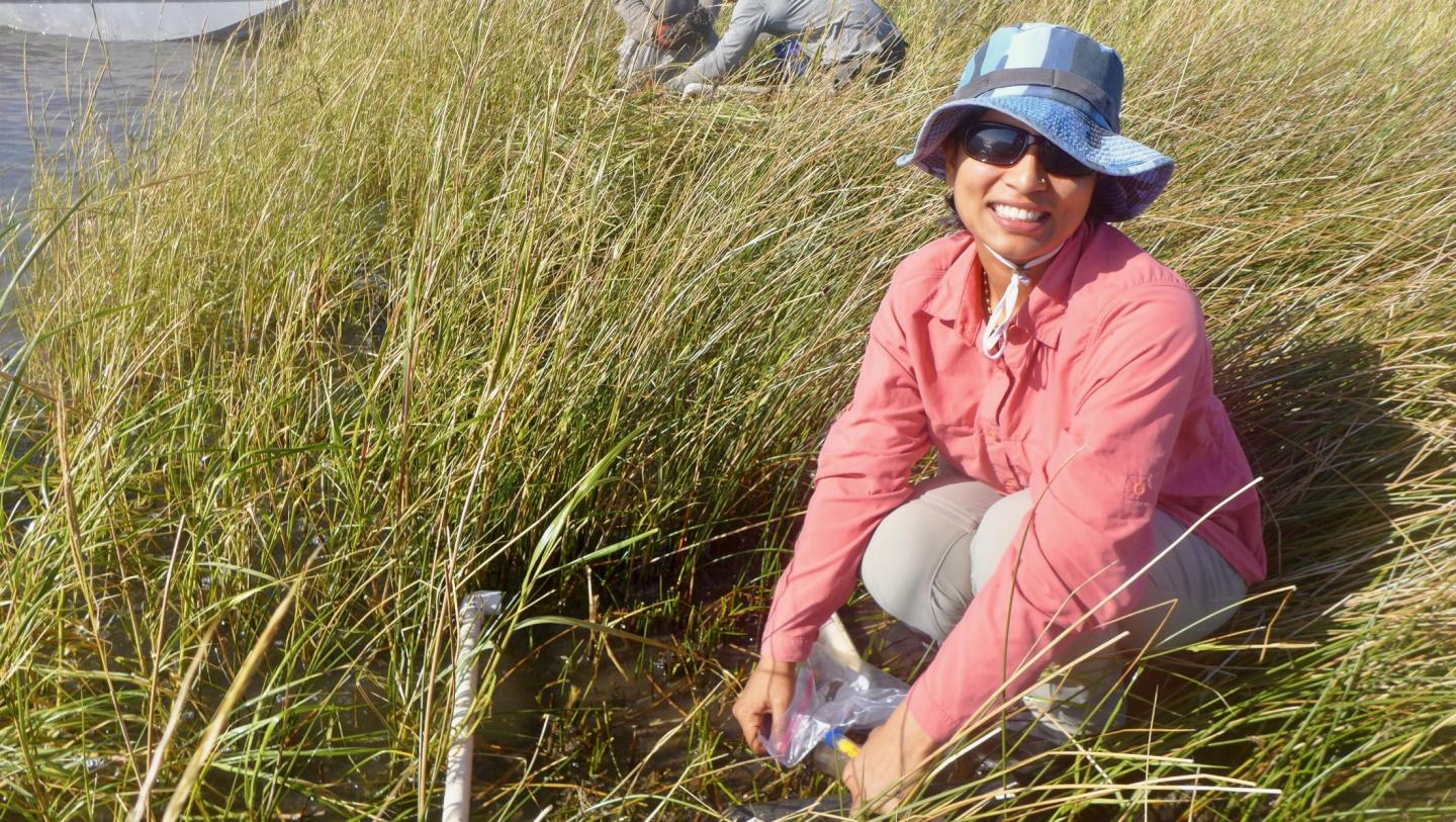 Field Sampling [IMAGE] | EurekAlert! Science News Releases