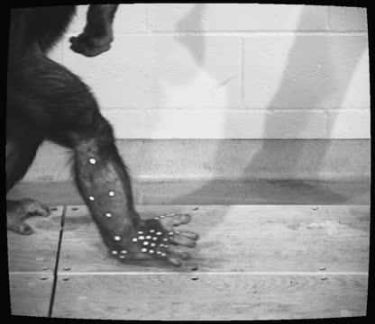 Chimpanzee feet allow scientists a new grasp | EurekAlert!