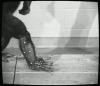 Chimpanzee feet allow scientists a new grasp | EurekAlert!
