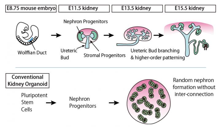The Morphogenesis Process of a [IMAGE] | EurekAlert! Science News Releases