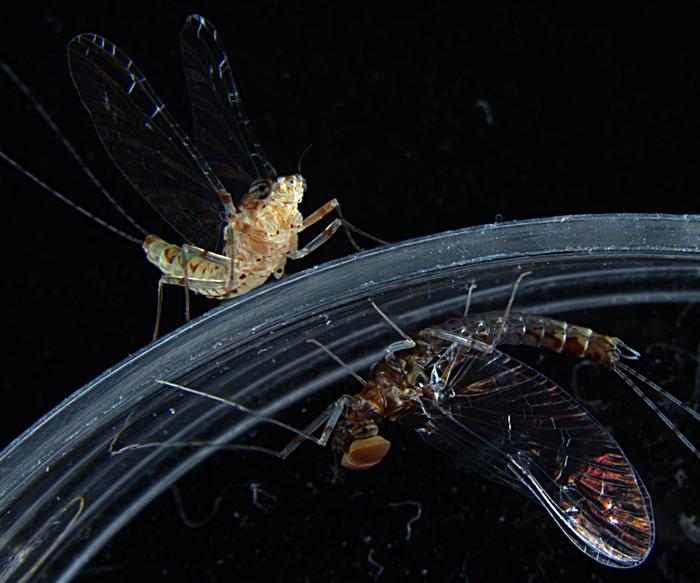 Adult mayfly [IMAGE] | EurekAlert! Science News Releases