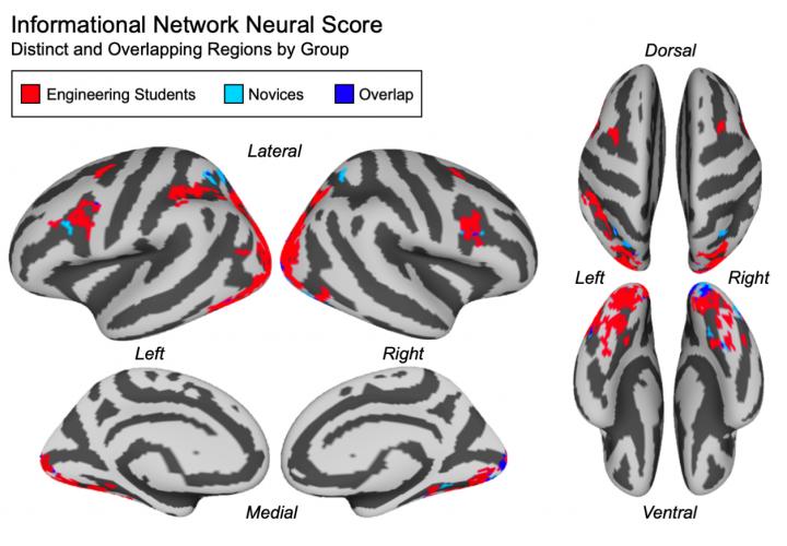 Informational Network Neural S [IMAGE] | EurekAlert! Science News Releases