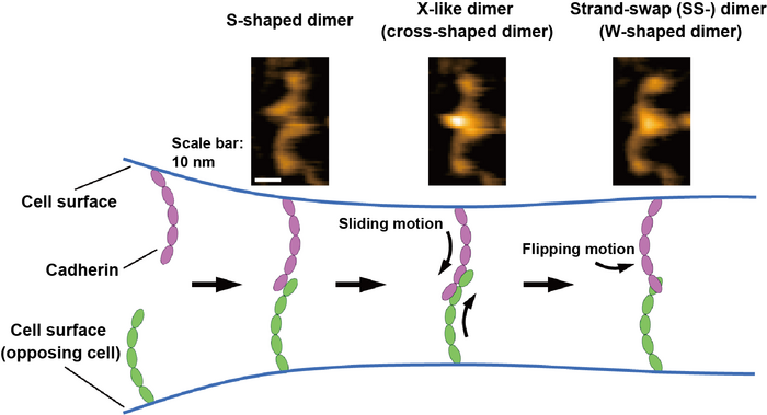 Visualization of binding processes of cell-ce | EurekAlert!
