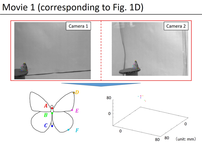 Numerical model of butterfly flight dynamics | EurekAlert!
