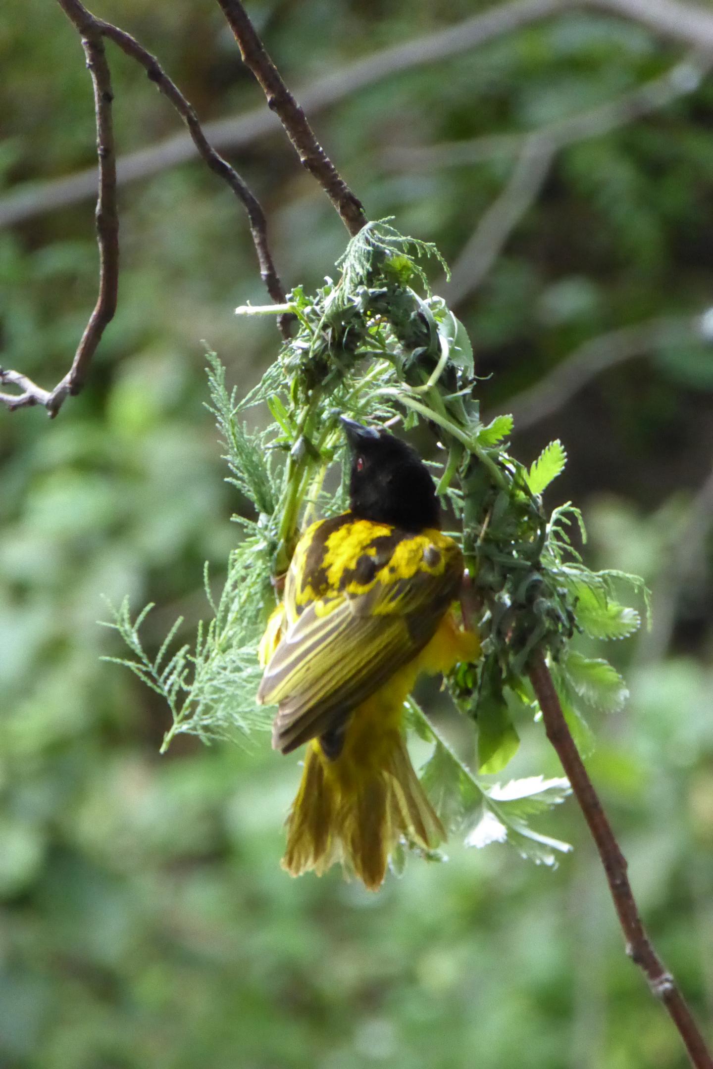 Weaver Bird Enrichment [IMAGE] | EurekAlert! Science News Releases