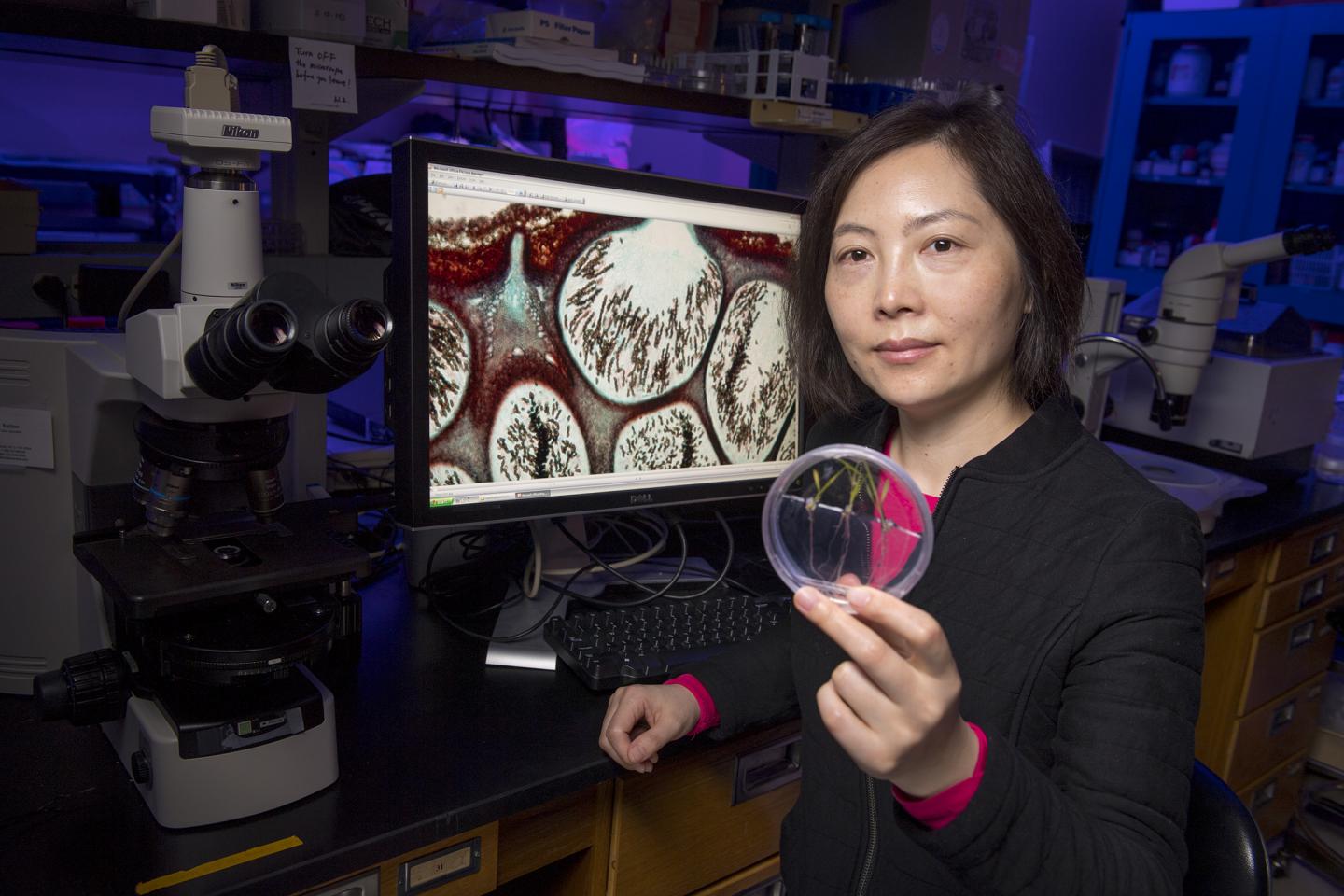 Professor Ning Zhang, Rutgers [IMAGE] | EurekAlert! Science News Releases