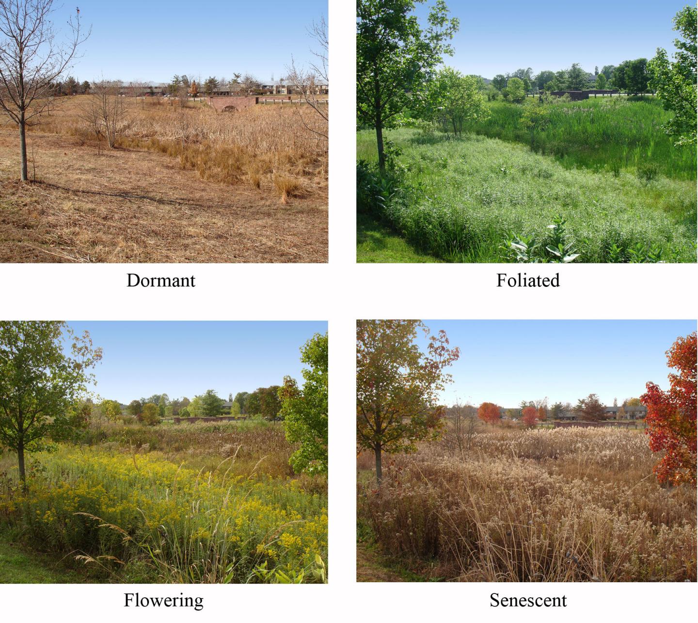 Preferences for changing landscape color, com | EurekAlert!