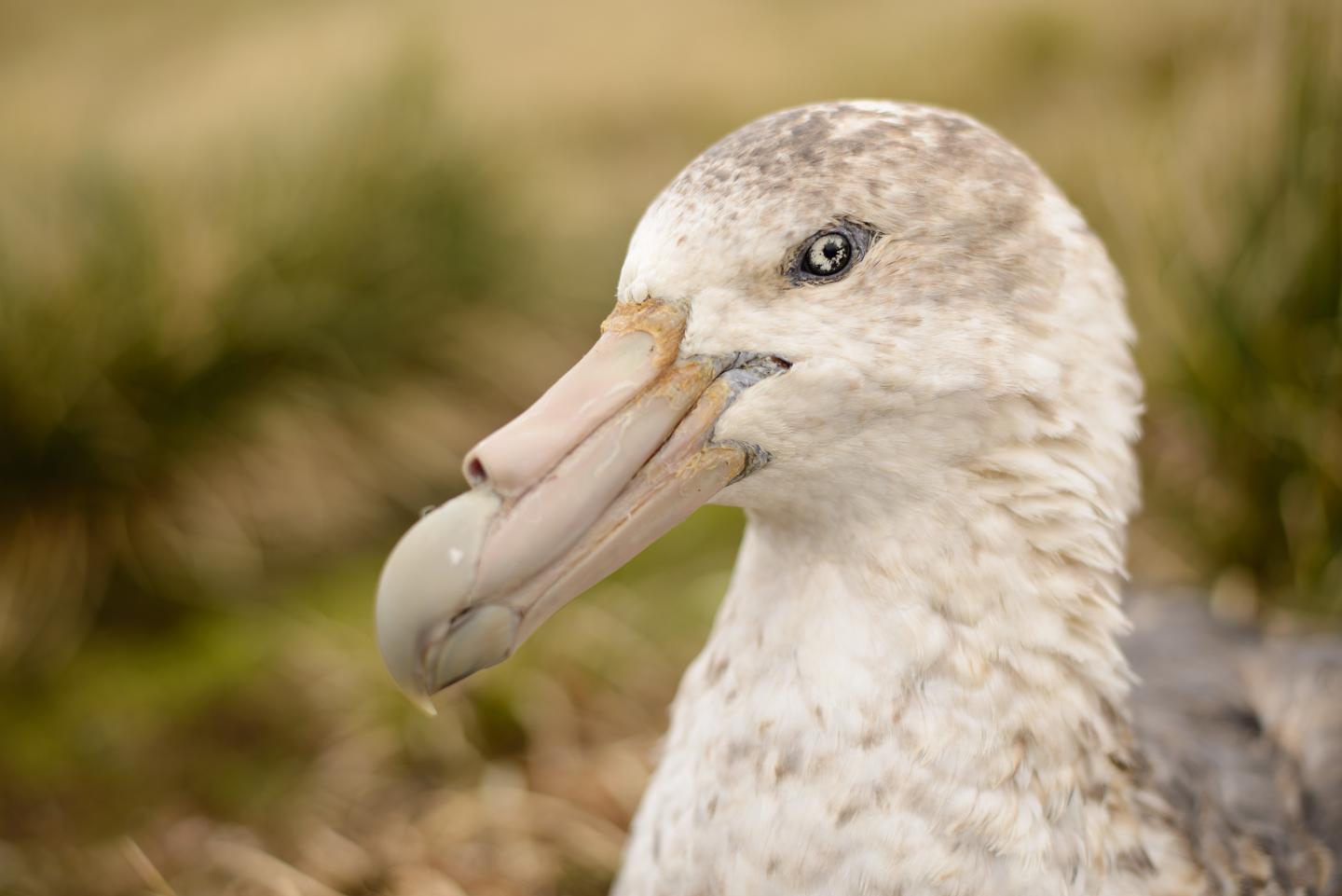 Southern Giant Petrel [IMAGE] | EurekAlert! Science News Releases
