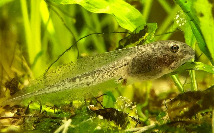 Wood Frog Tadpole [IMAGE] | EurekAlert! Science News Releases