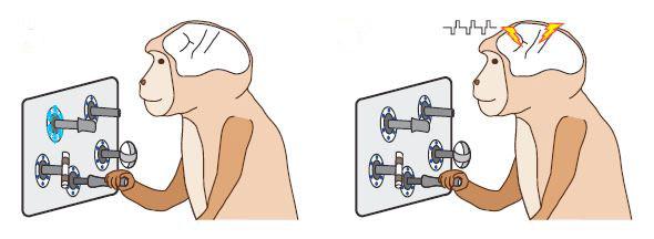 Monkey feel, monkey do: Microstimulation in p | EurekAlert!