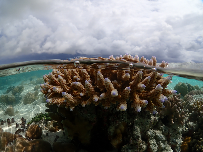 Study species and habitat I [IMAGE] | EurekAlert! Science News Releases